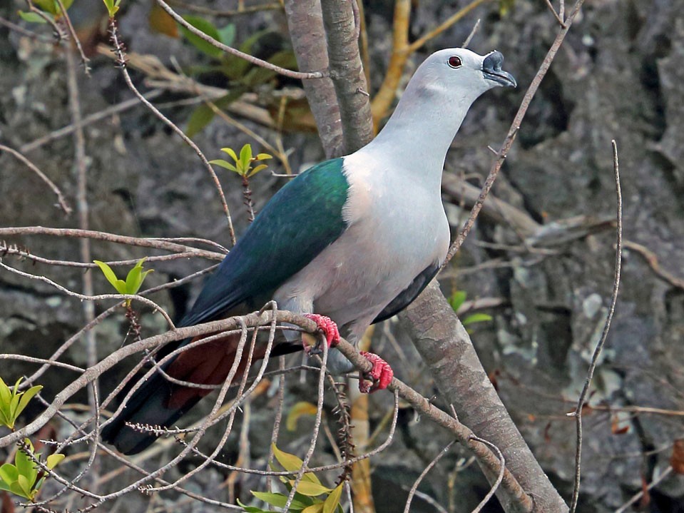Spice Imperial-Pigeon - eBird