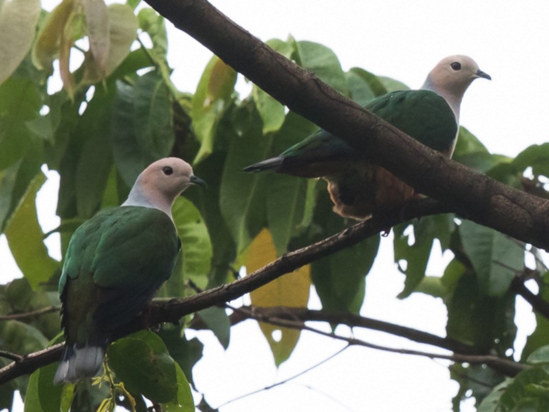 Cinnamon-bellied Imperial-Pigeon - eBird
