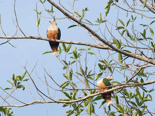 Cinnamon-bellied Imperial-Pigeon - eBird