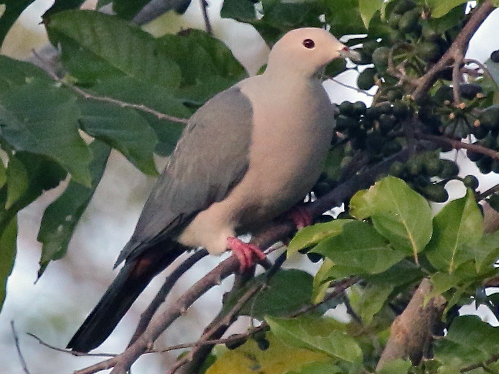 Pink-headed Imperial-Pigeon - eBird