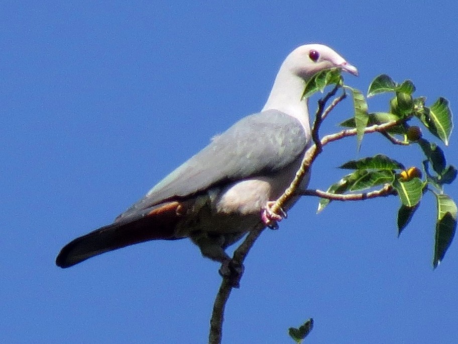 Pink-headed Imperial-Pigeon - eBird
