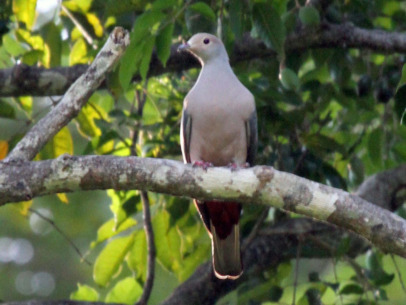 Pink-headed Imperial-Pigeon - eBird