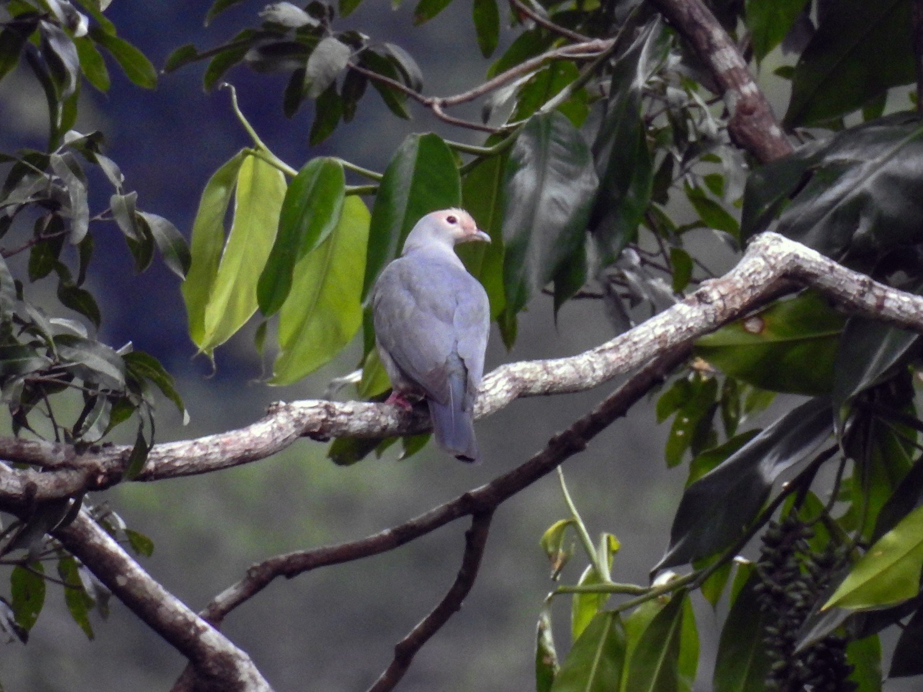 Pergam katanjar - eBird