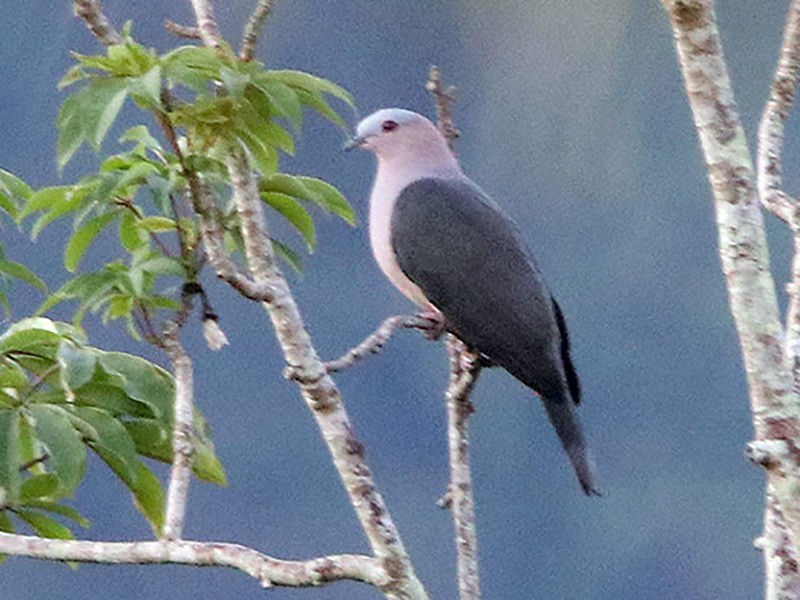 Dark-backed Imperial-Pigeon - eBird