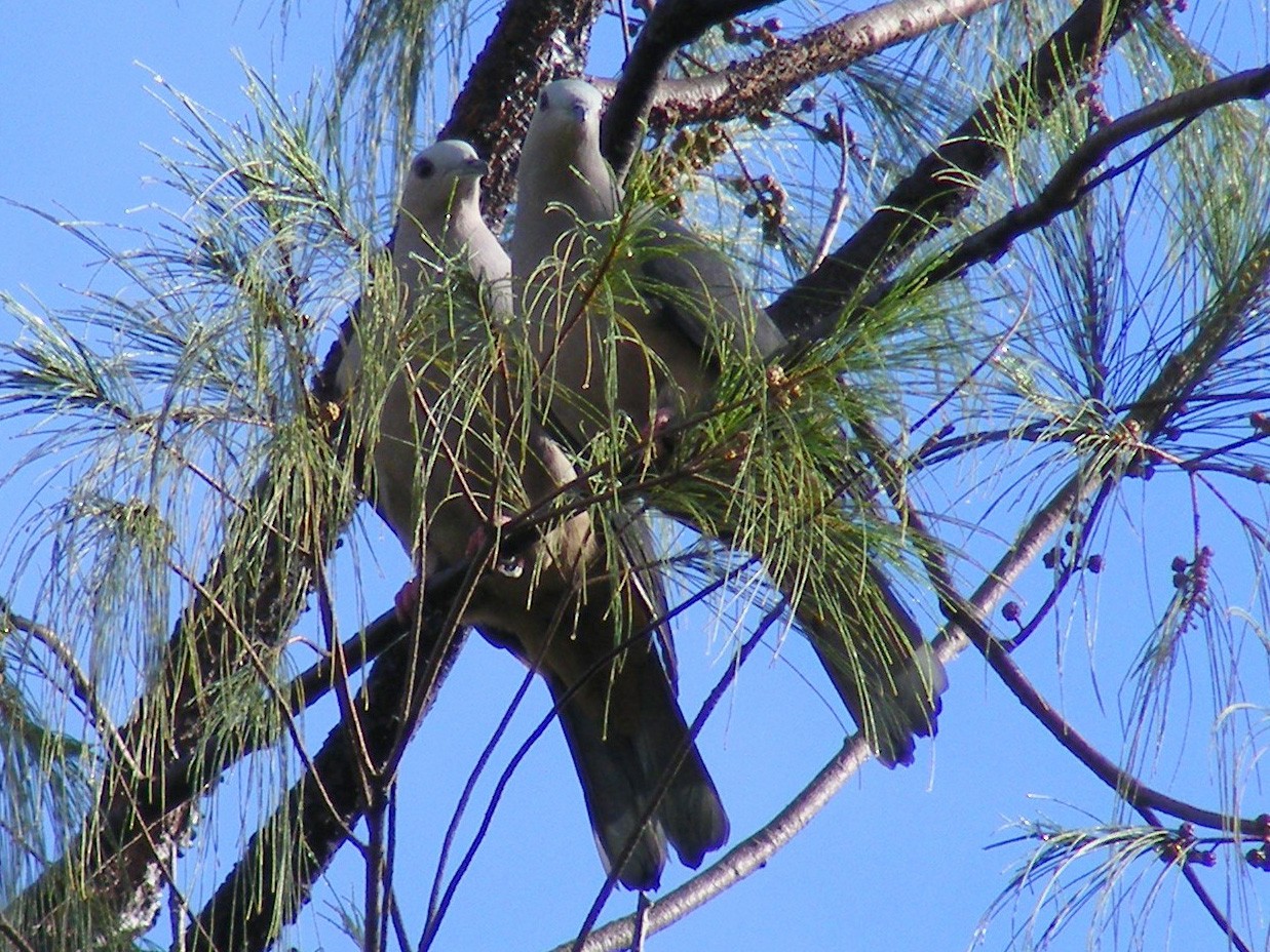 Dark-backed Imperial-Pigeon - eBird