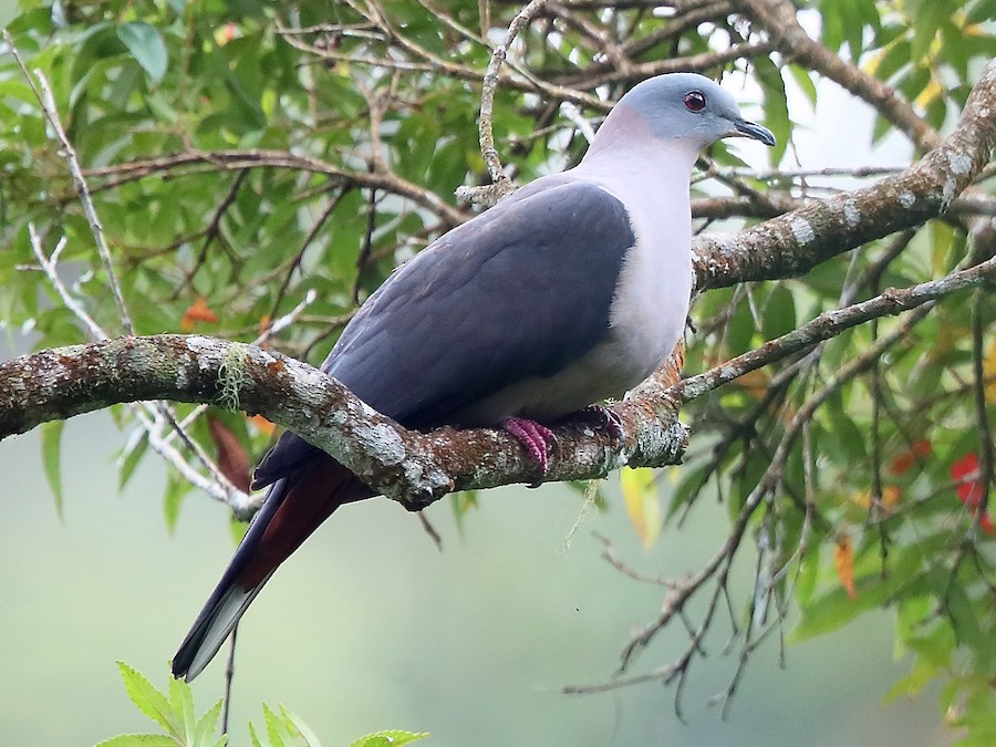 Dark-backed Imperial-Pigeon - eBird