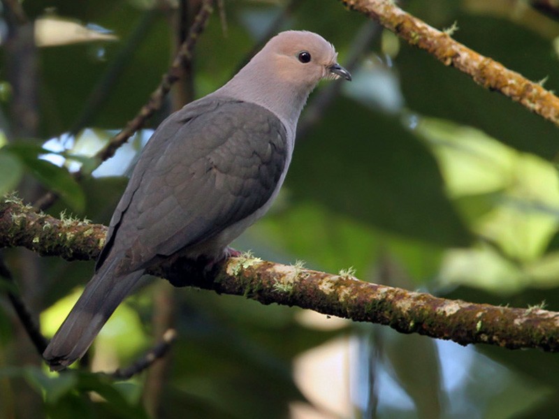 Dark-backed Imperial-Pigeon - eBird
