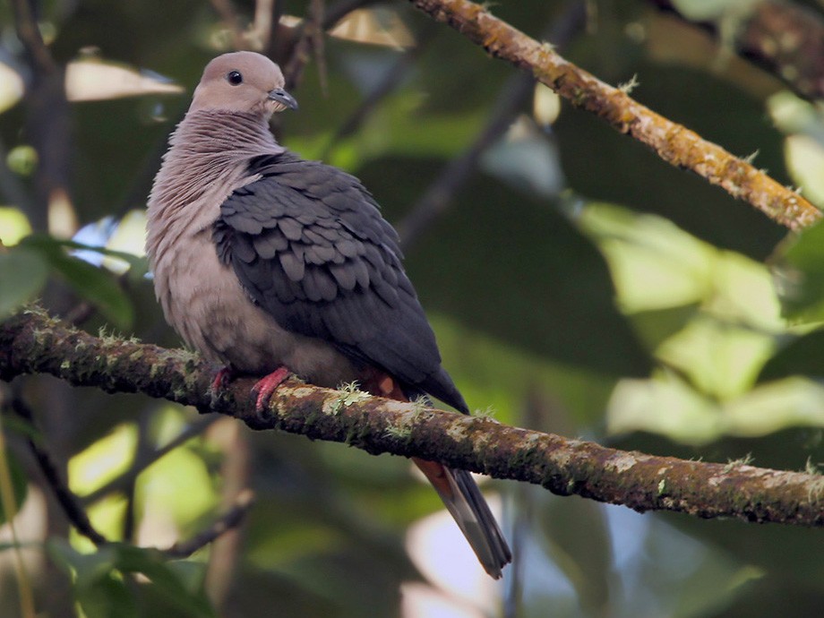 Dark-backed Imperial-Pigeon - eBird
