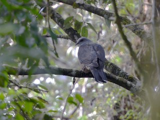 Sombre Pigeon - eBird