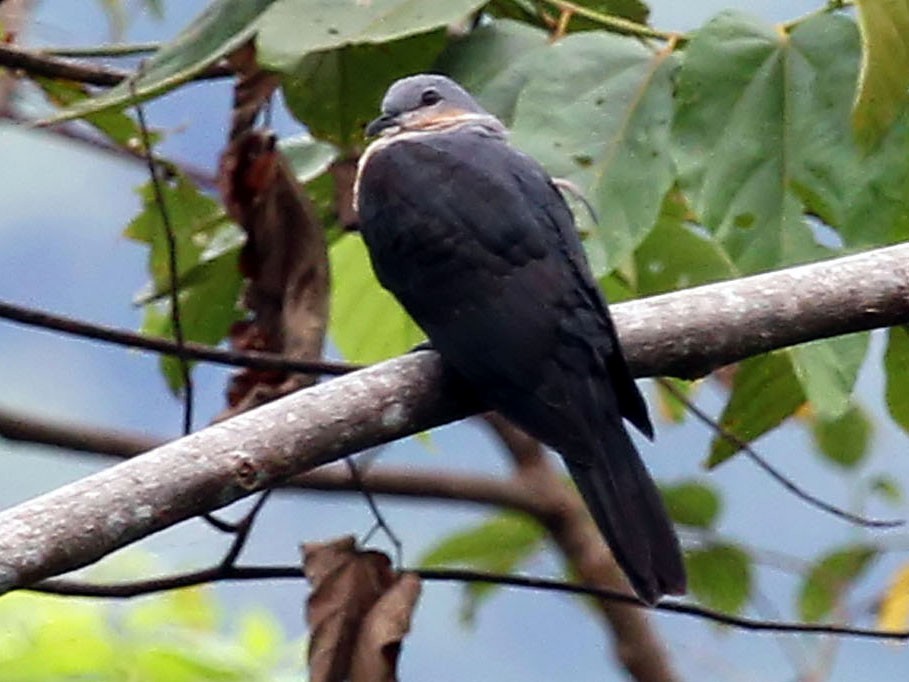 Merpati-gunung mada - eBird