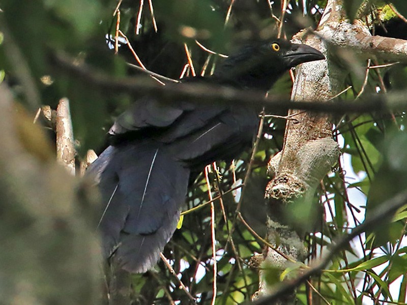 Biak Coucal - eBird