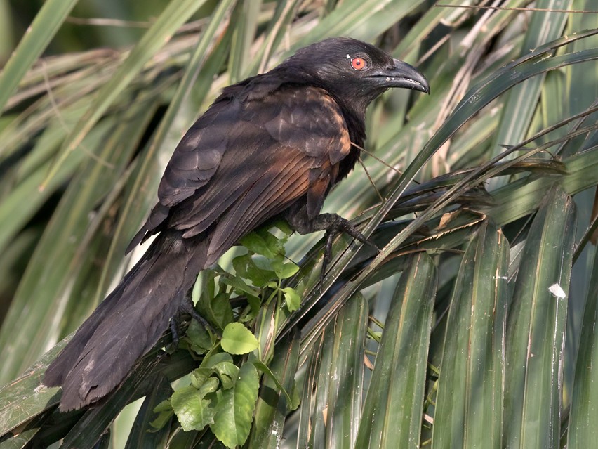 Sunda Coucal - eBird