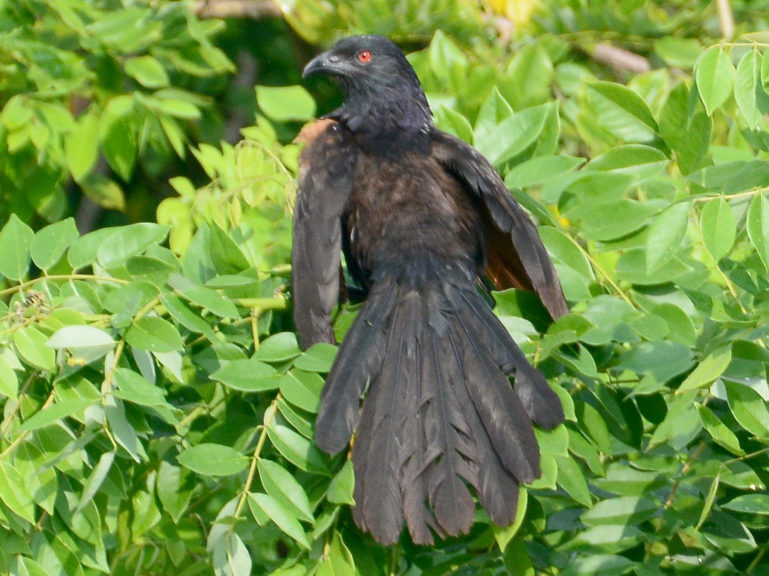 Cucal de la Sonda - eBird