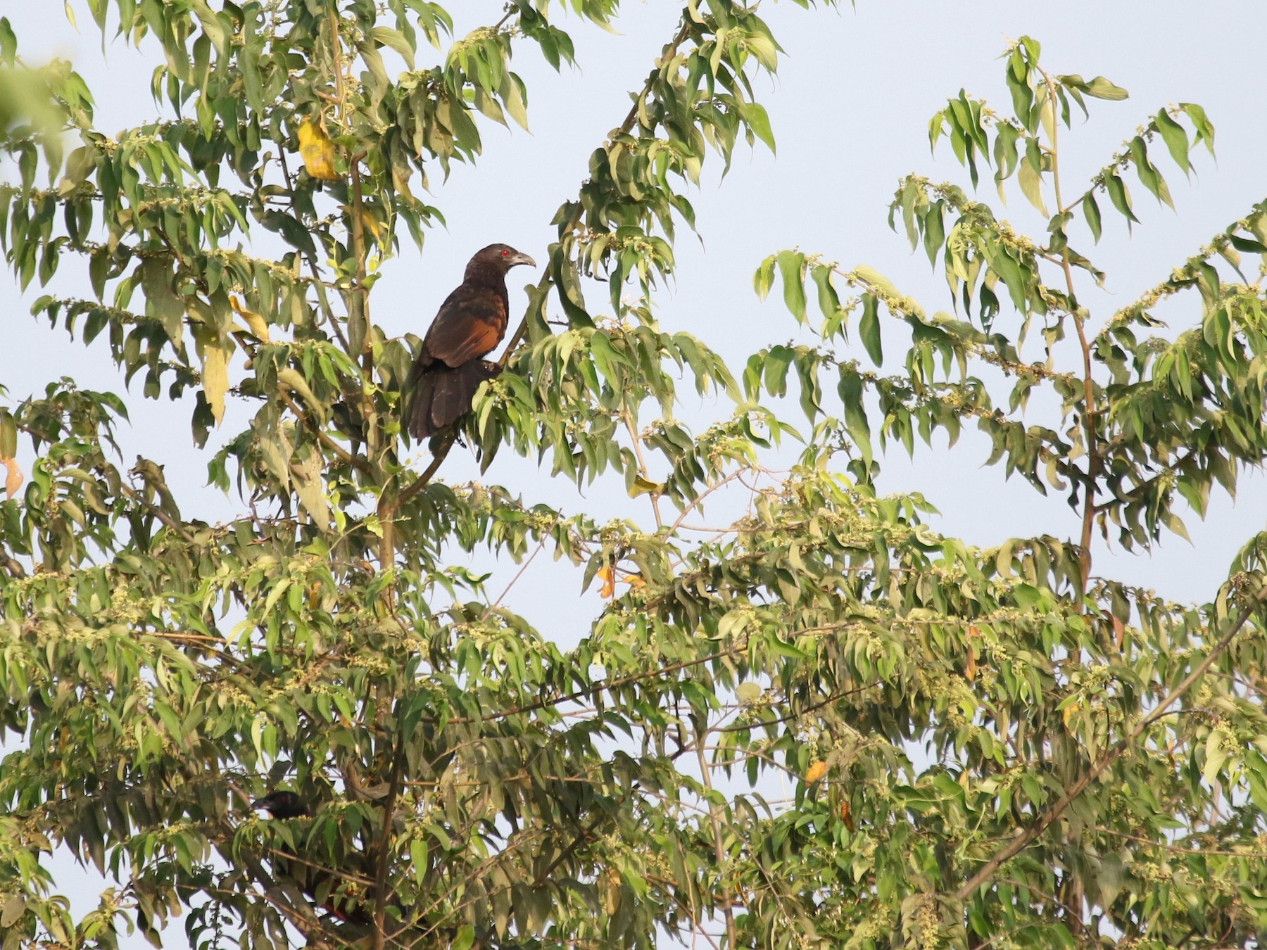 Sunda Coucal - eBird