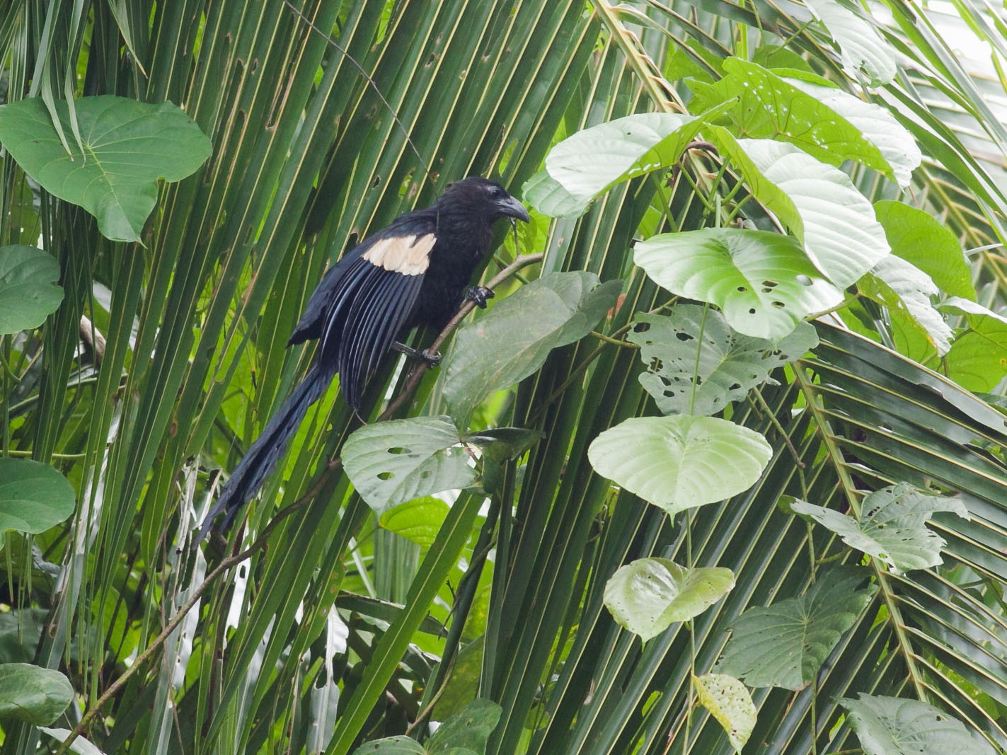 Goliath Coucal - eBird