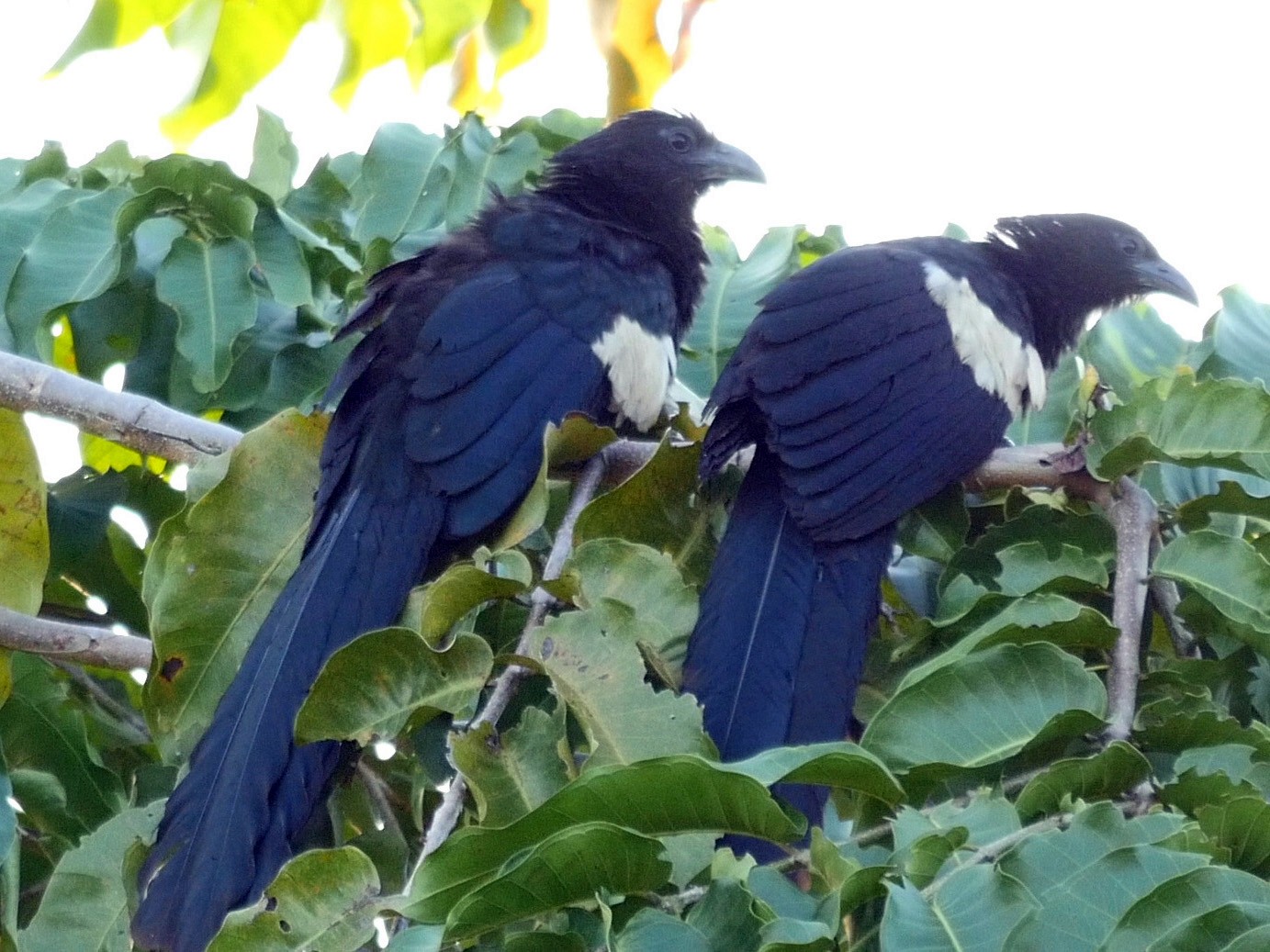 goliath coucal - eBird