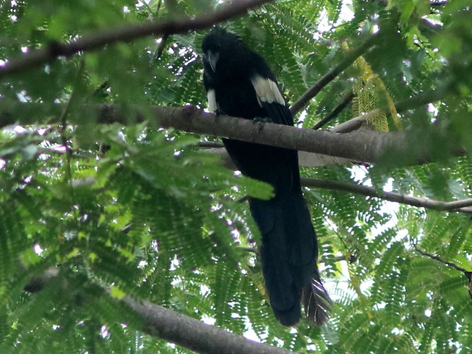 Goliath Coucal - eBird
