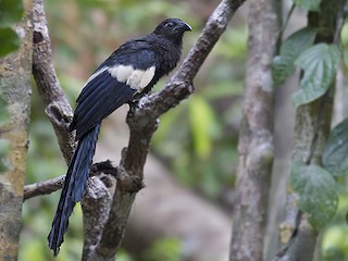 Goliath Coucal - eBird