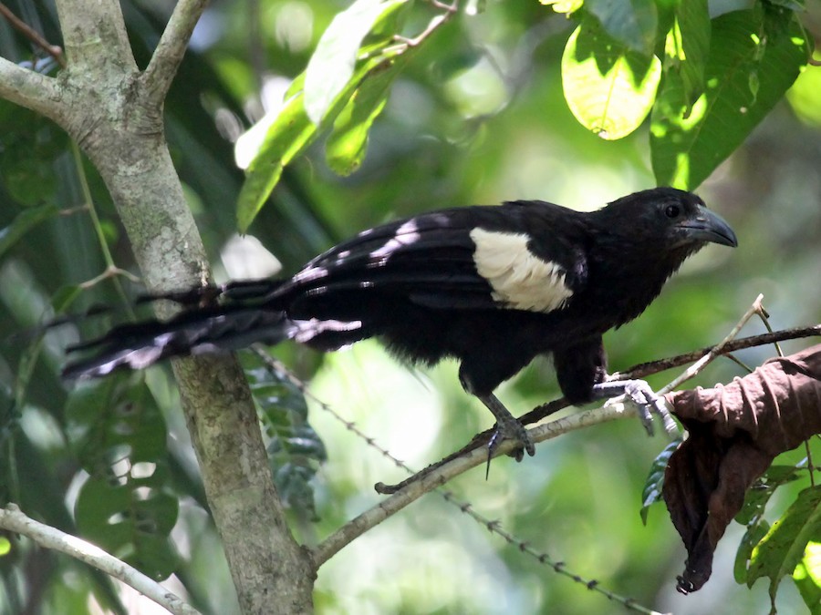 Goliath Coucal - eBird