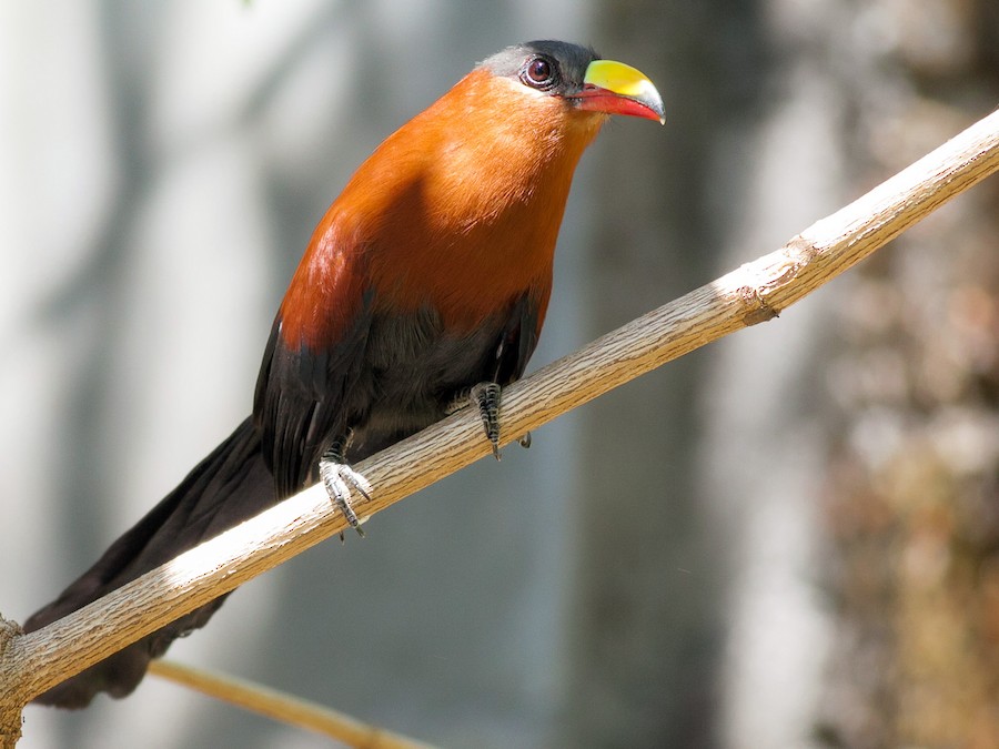 Yellow-billed Malkoha - eBird