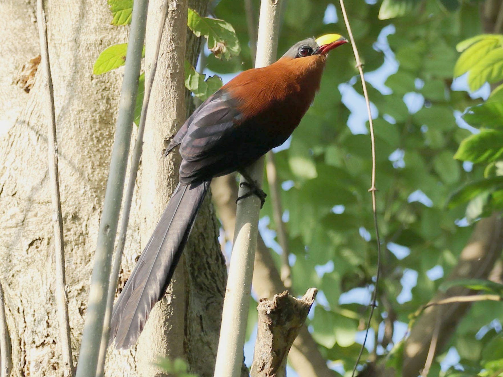 Yellow-billed Malkoha - eBird