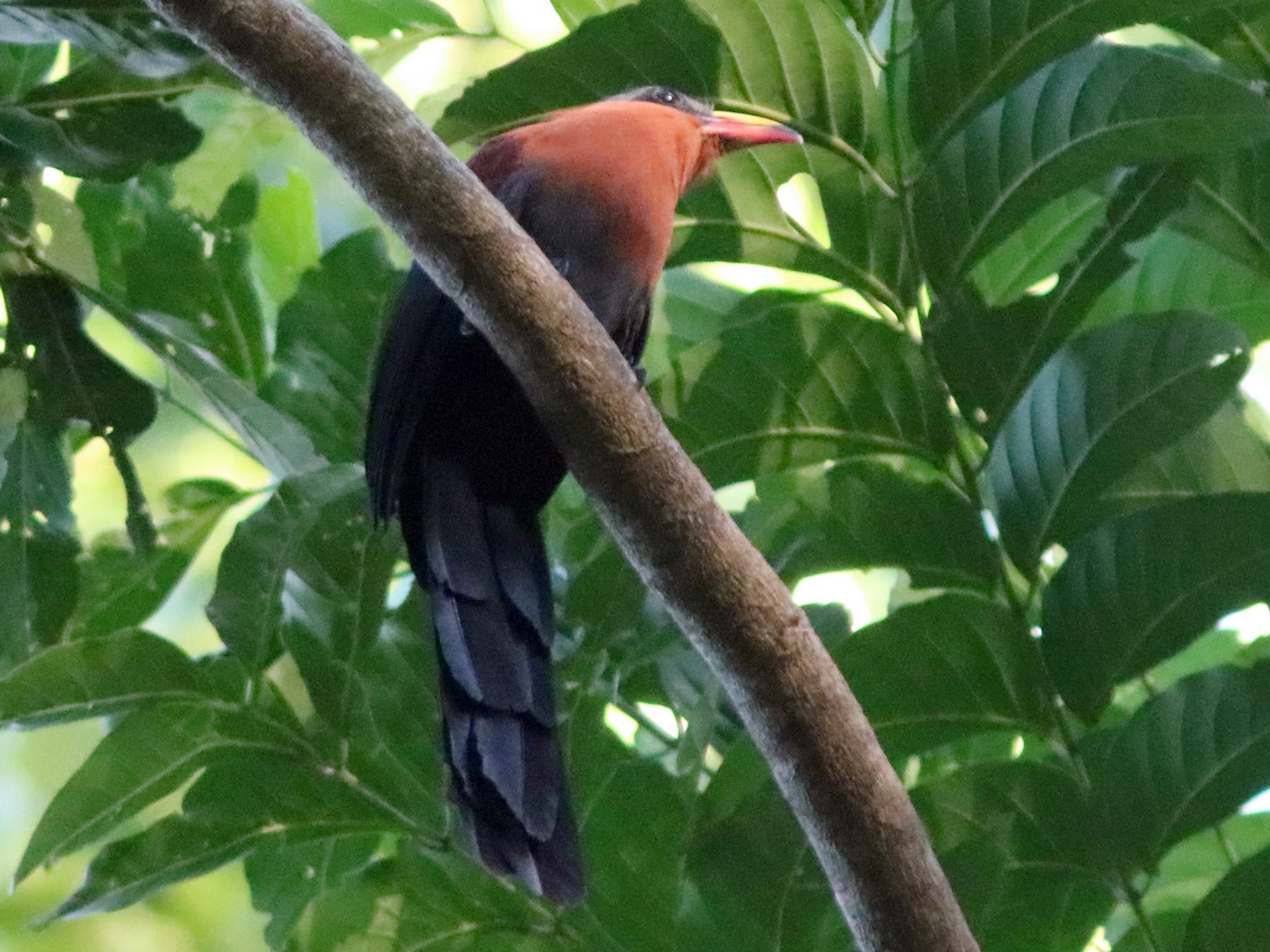 Yellow-billed Malkoha - eBird