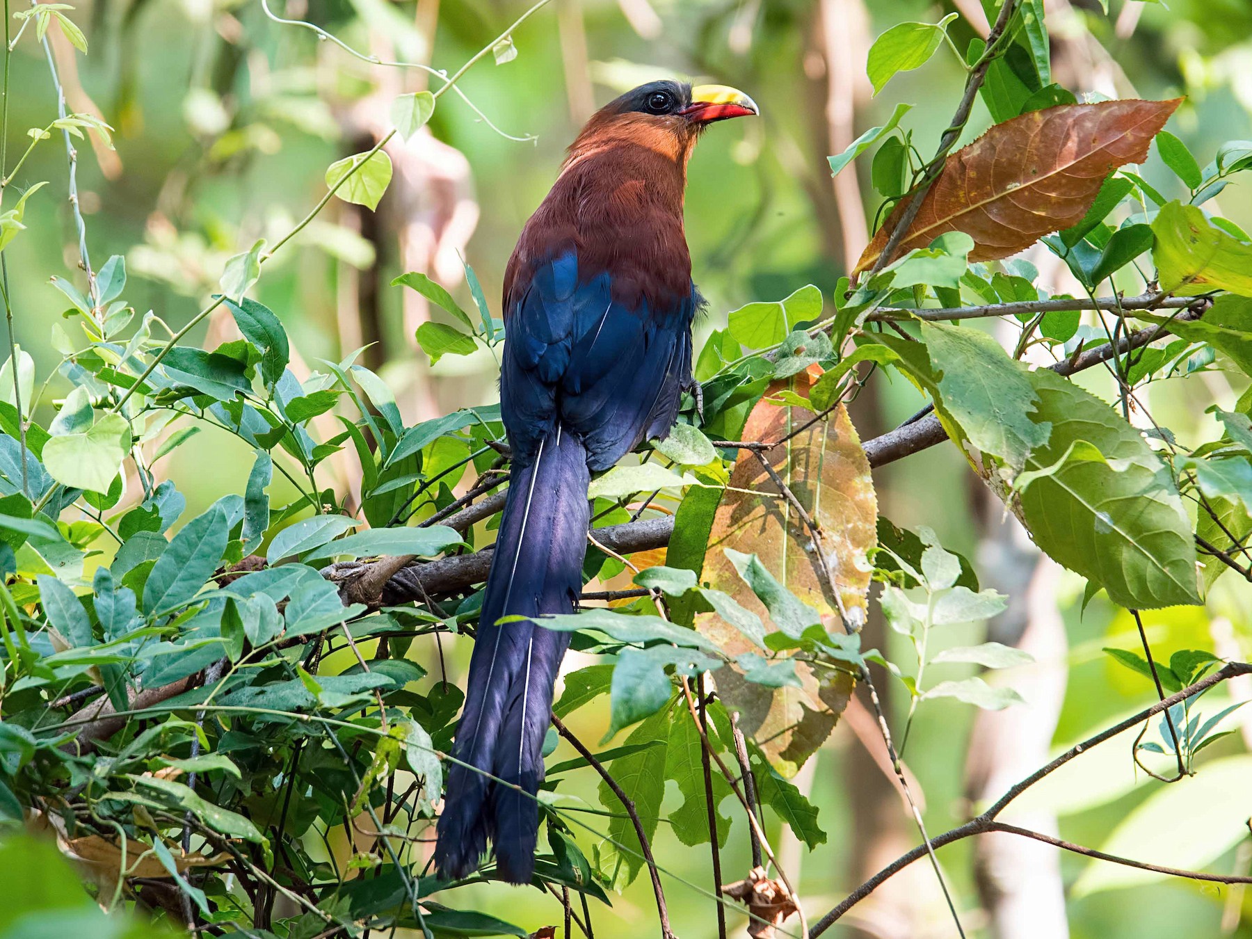 Yellow-billed Malkoha - eBird