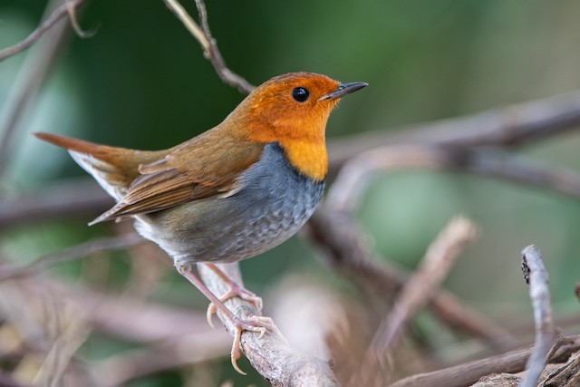 Japanese Robin Bird Japanese Robin Migrating Through Ha Noi Viet Nam