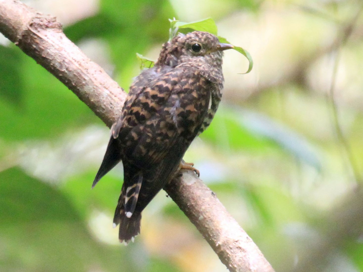 Moluccan Cuckoo - eBird