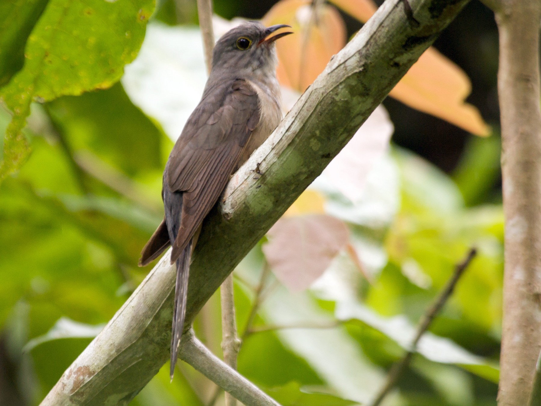 Moluccan Cuckoo - eBird