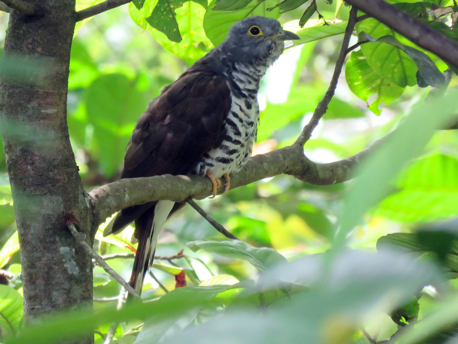 Sulawesi Cuckoo - eBird