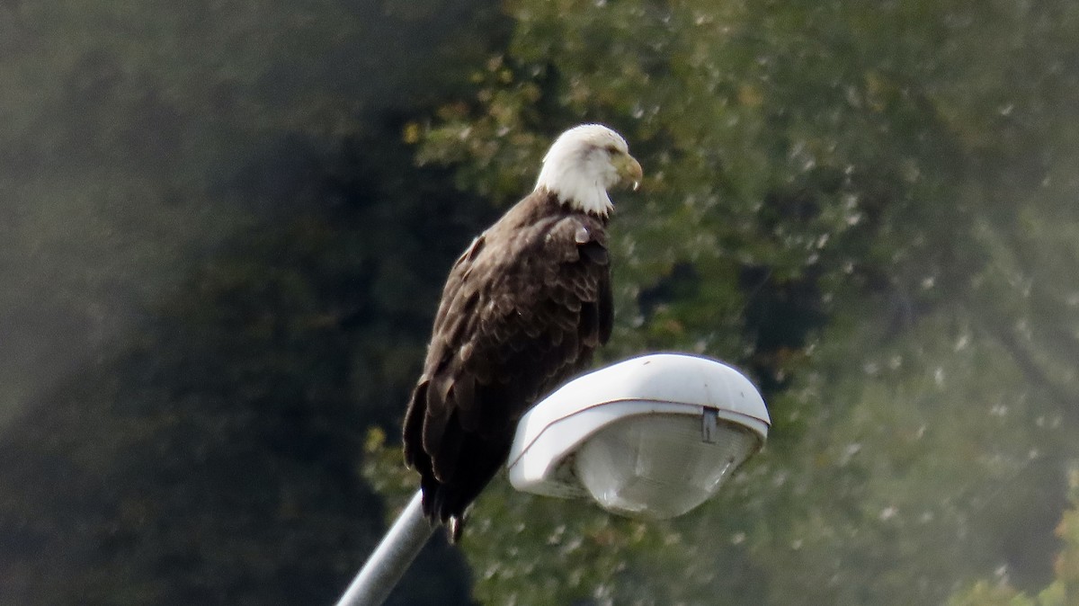 eBird Checklist - 11 Oct 2020 - Marmet Locks and Dam - 8 species