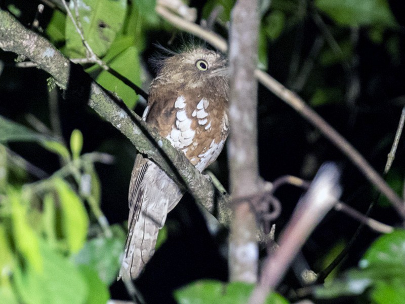 Podarge de Bornéo - eBird