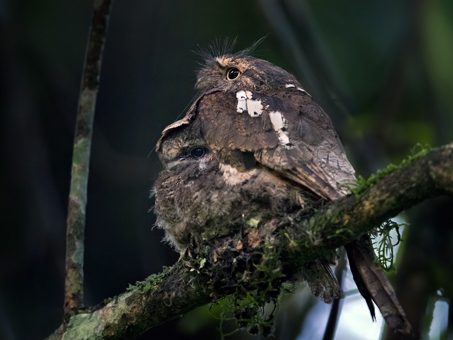 Podargo de Java - eBird