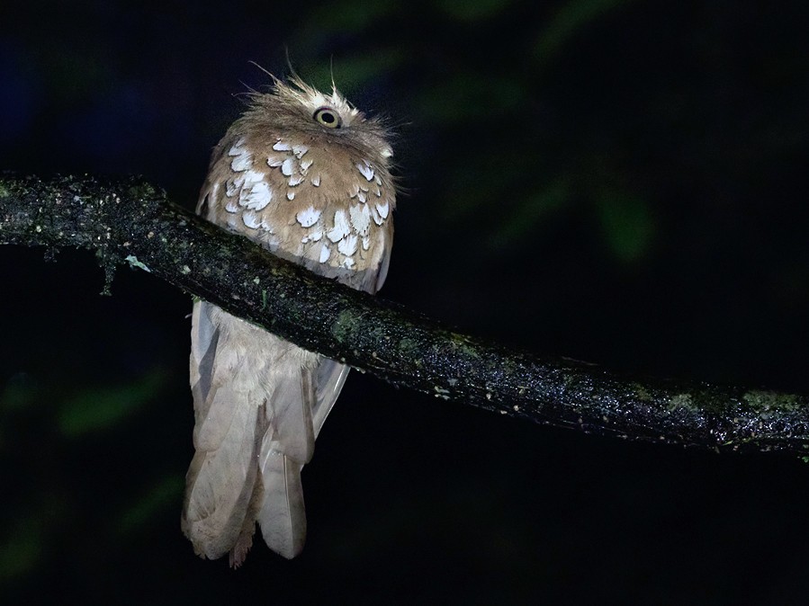 Podargo de Java - eBird