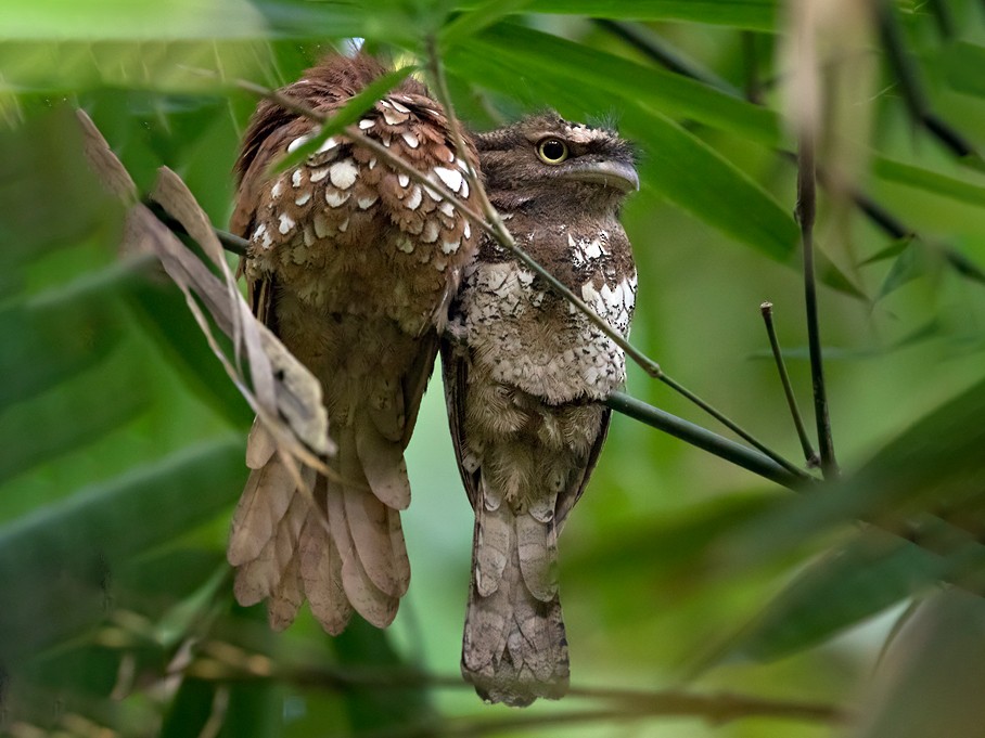 Podargo de Java - eBird