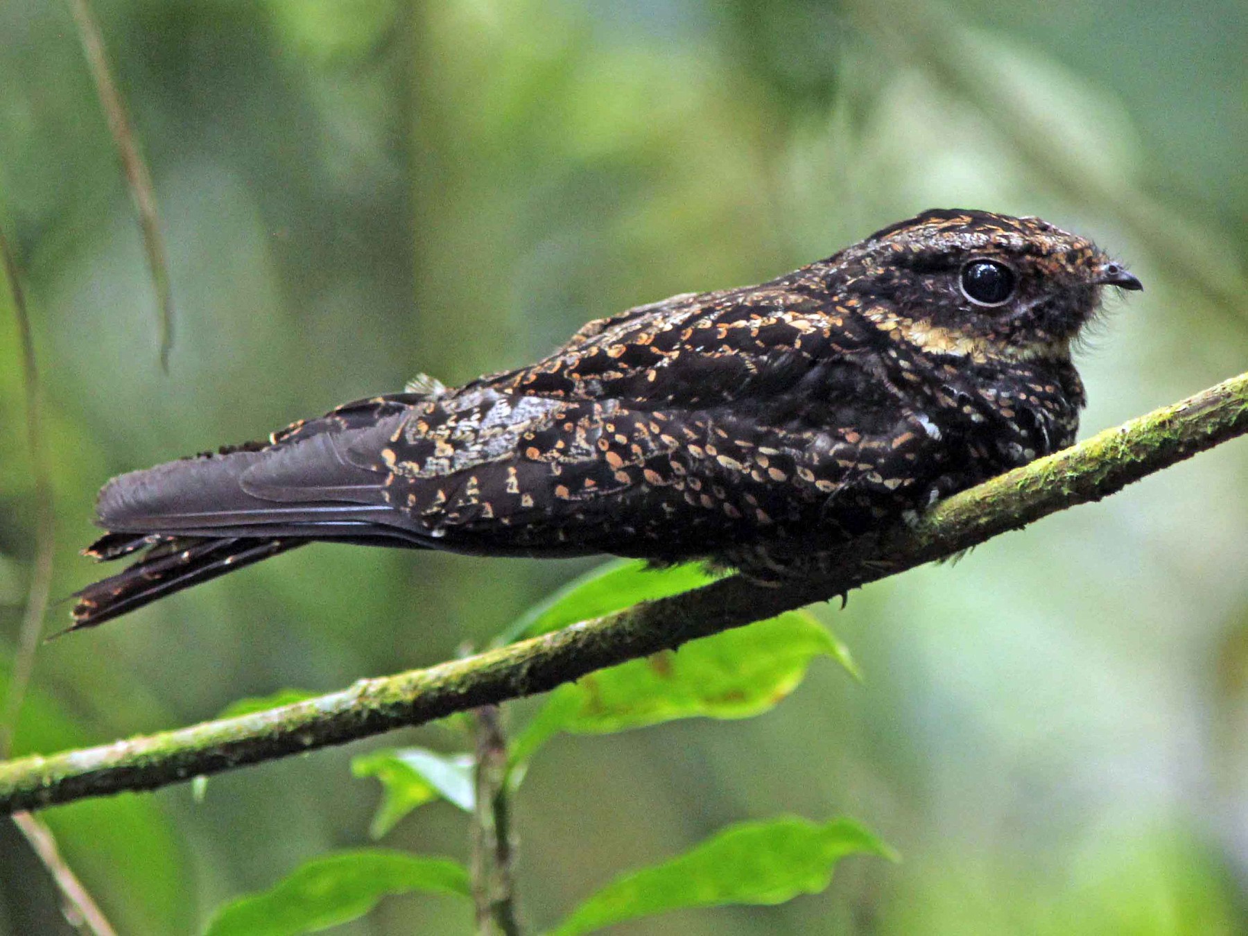 Diabolical Nightjar - eBird