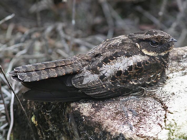 Diabolical Nightjar - eBird