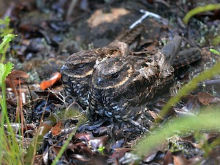 Satanic Nightjar - eBird