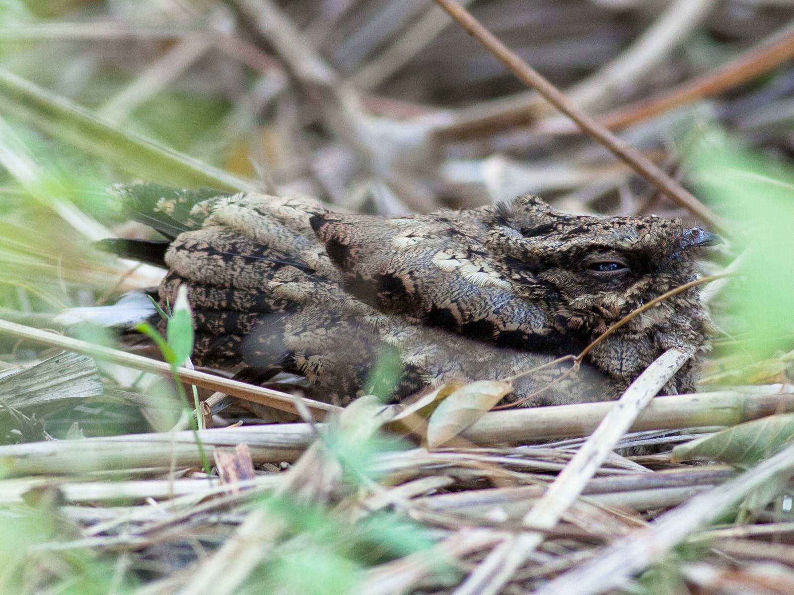 Sulawesi Nightjar - eBird