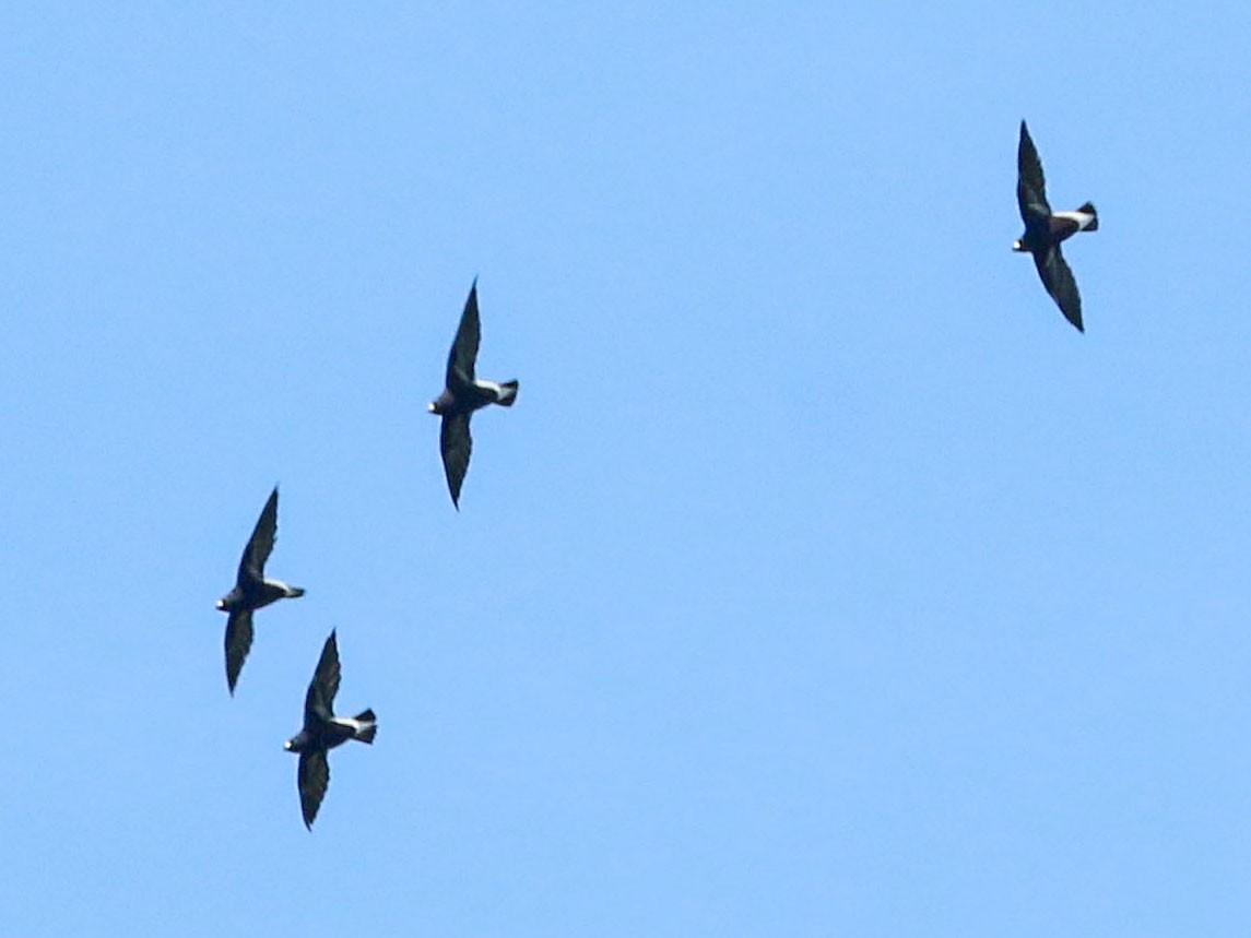 Purple Needletail - eBird