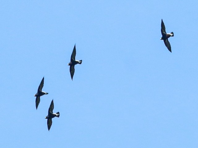 Photos - Purple Needletail - Hirundapus celebensis - Birds of the World