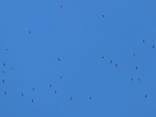 Purple Needletail - eBird