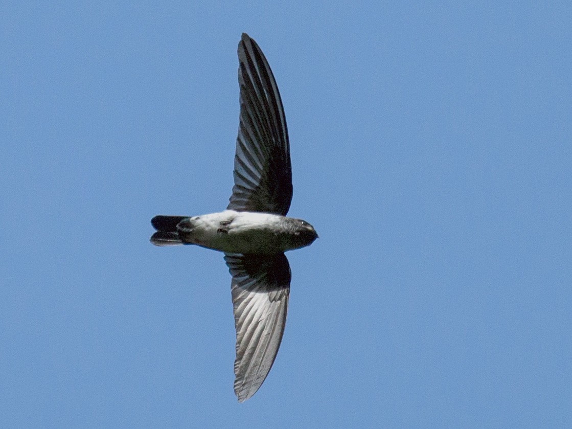 Drab Swiftlet - eBird