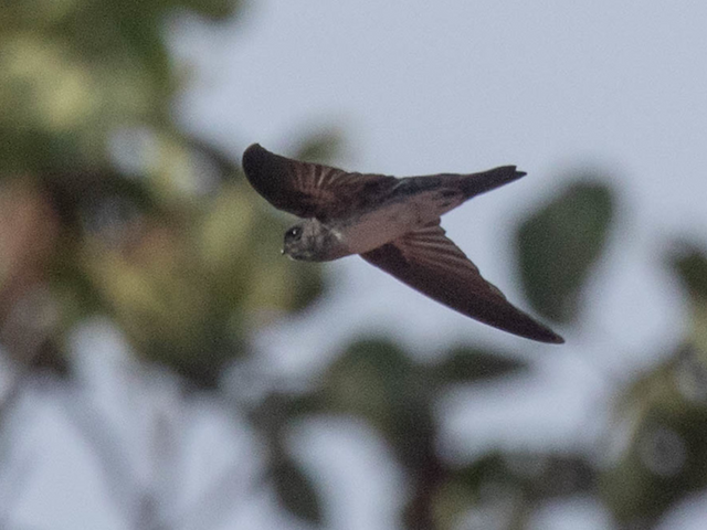 Swiftlet Bird