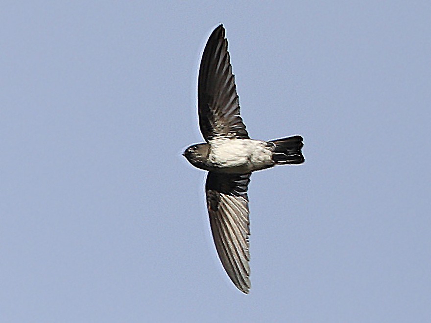 Drab Swiftlet - eBird