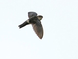 Moluccan Swiftlet - eBird