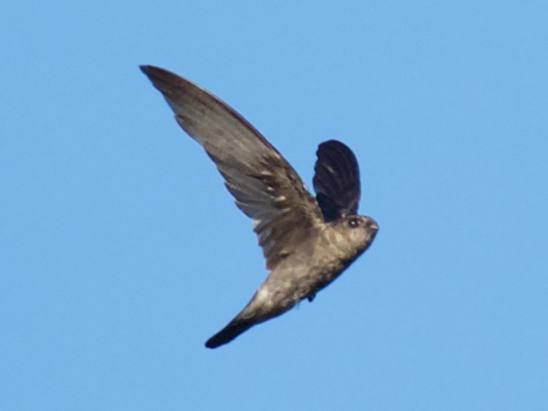 Salangana de Célebes - eBird