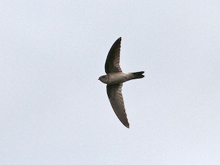 Sulawesi Swiftlet - eBird