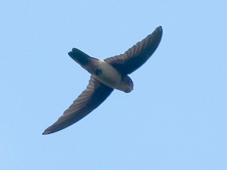 Moluccan Swiftlet - eBird